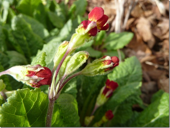 musings from dave: the first day for canada mayflower, sugar maple ...